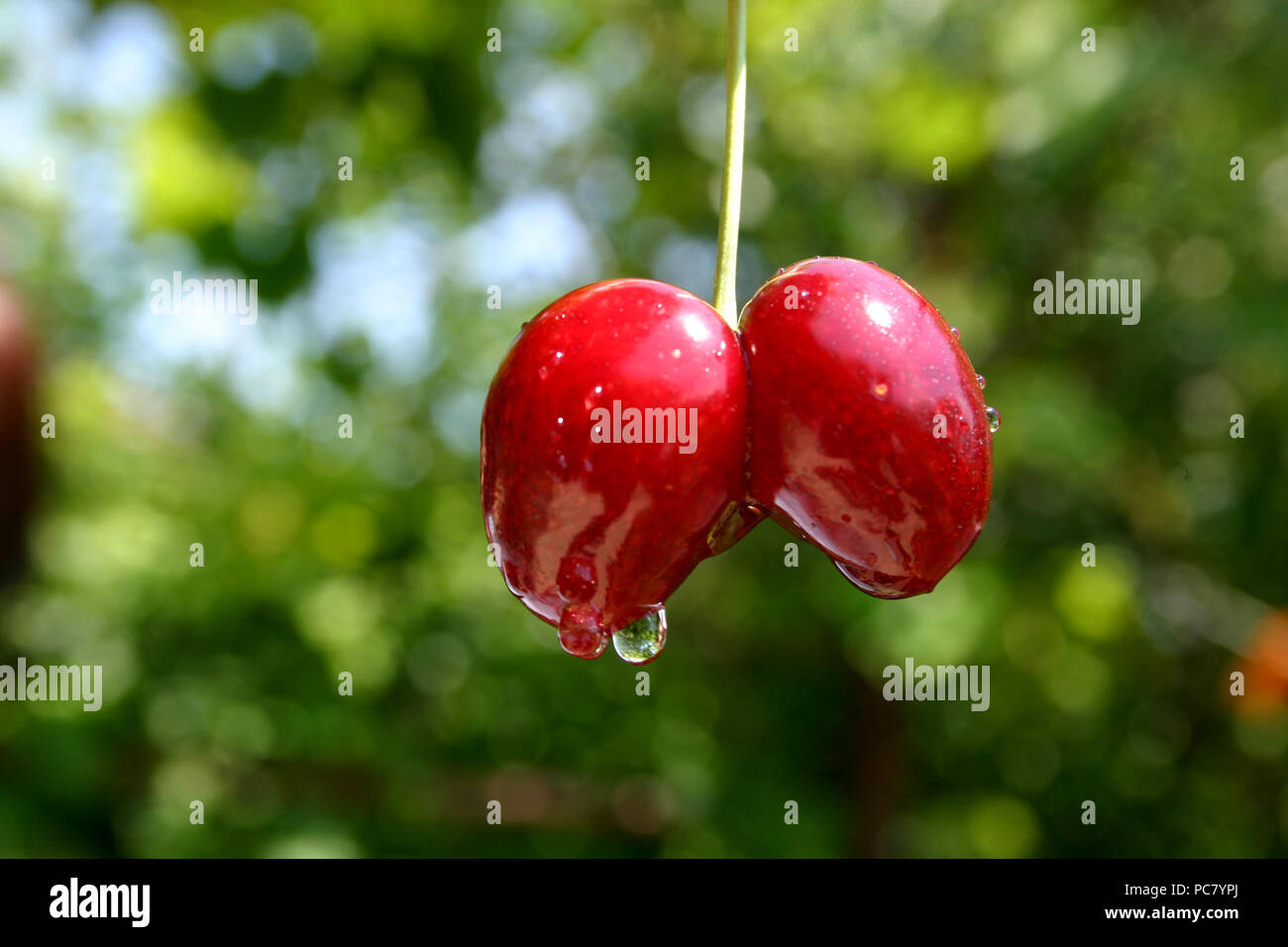 Fruit spurs hi-res stock photography and images - Alamy