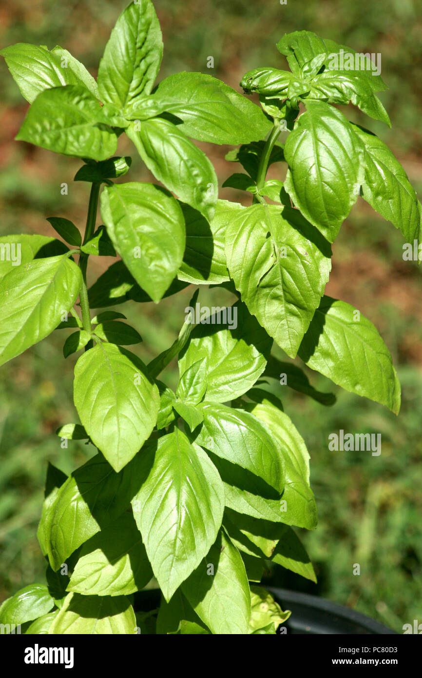 Basil plant growing in the garden Stock Photo - Alamy