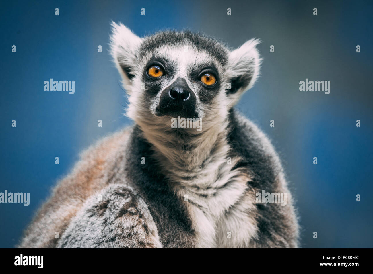Wildlife mammal madagascar hi-res stock photography and images - Alamy
