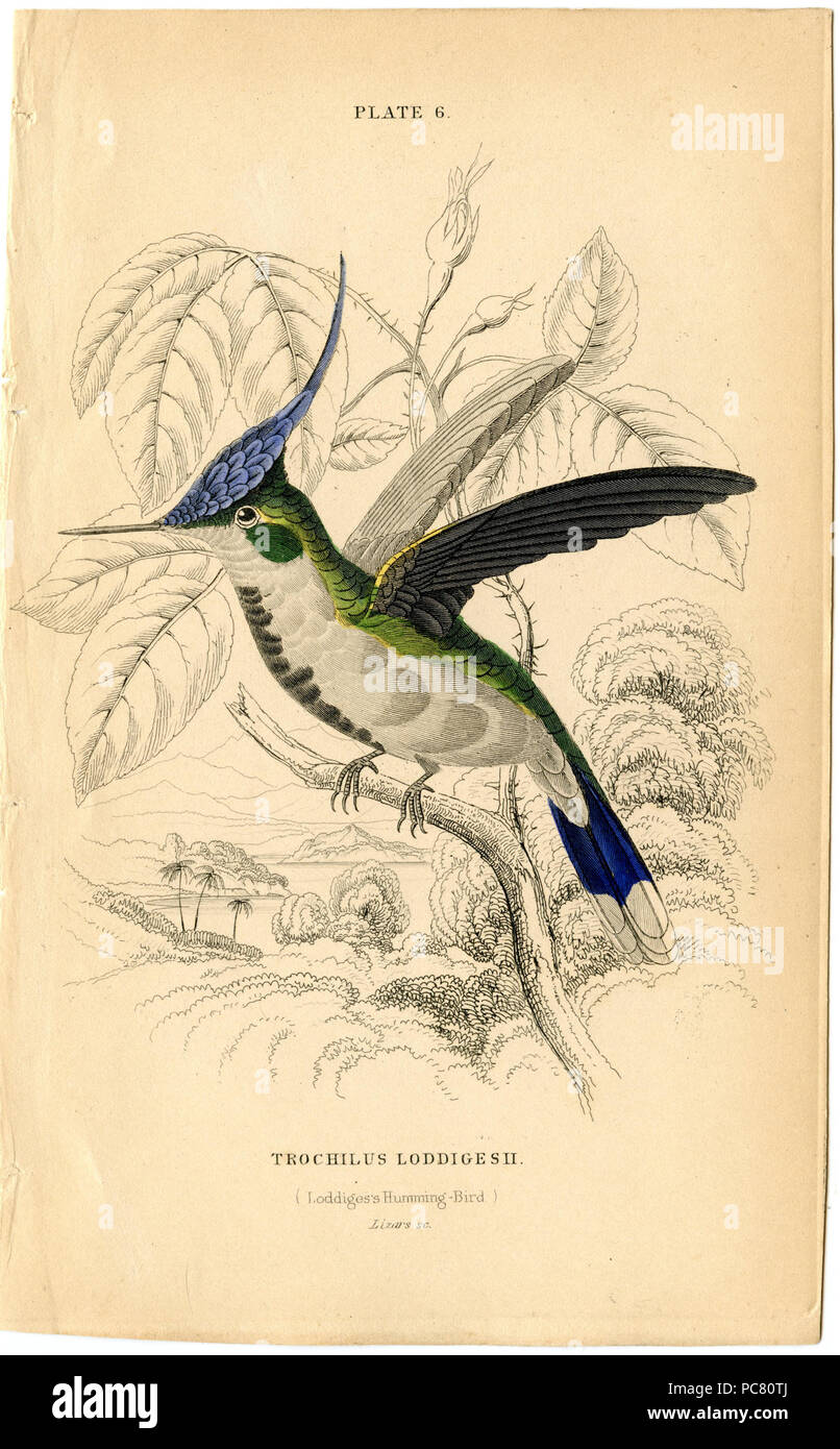 Trochilus hi-res stock photography and images - Alamy