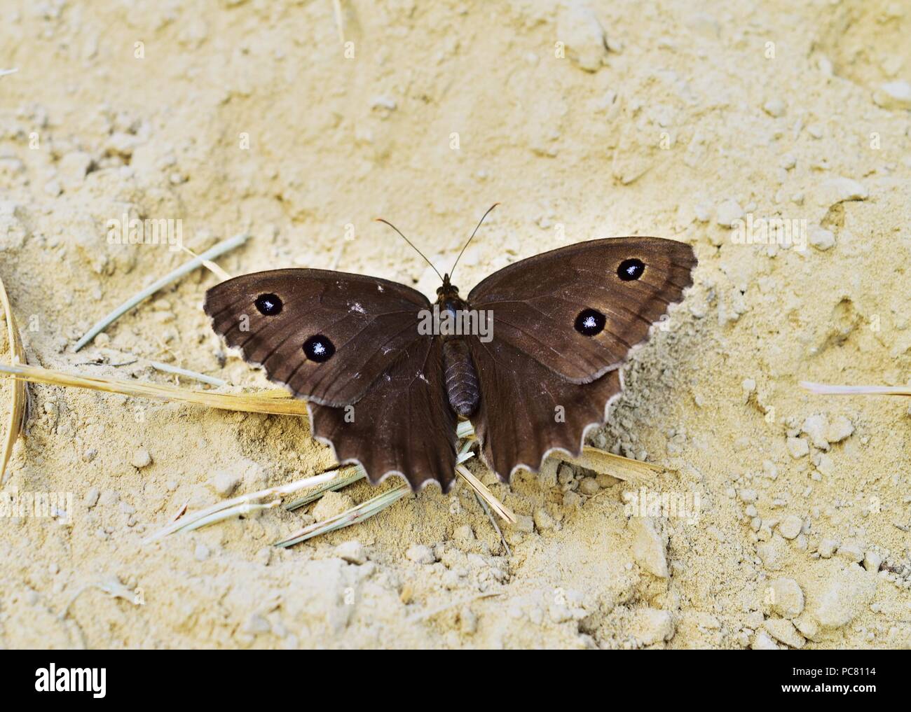 Dryad High Resolution Stock Photography and Images - Alamy