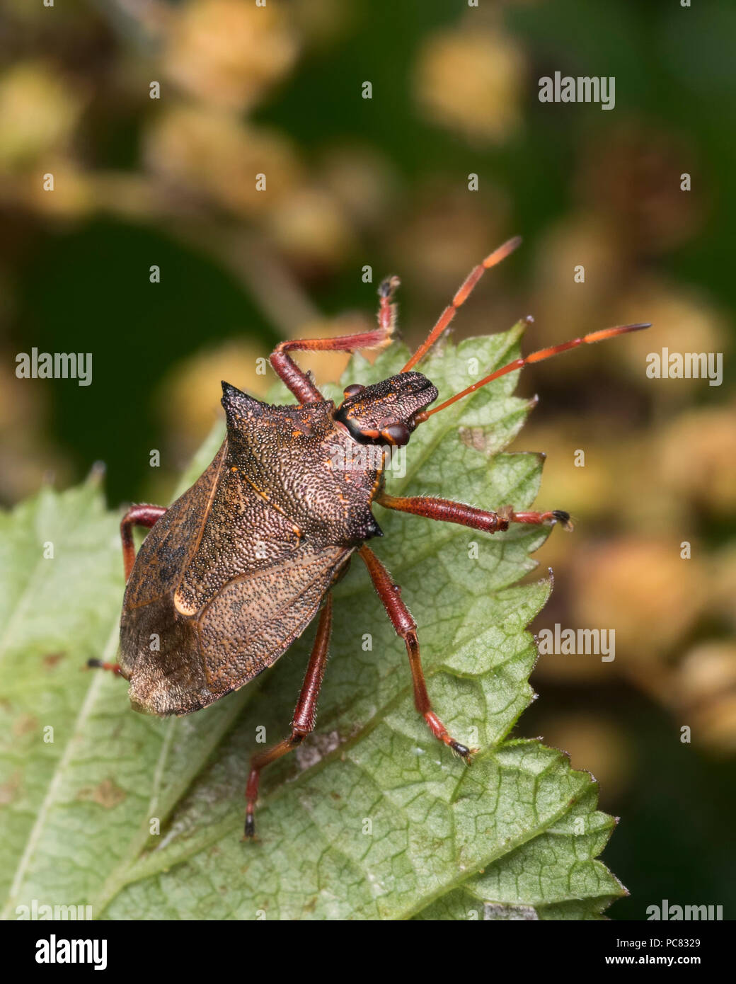 Predatory shieldbug hi-res stock photography and images - Alamy