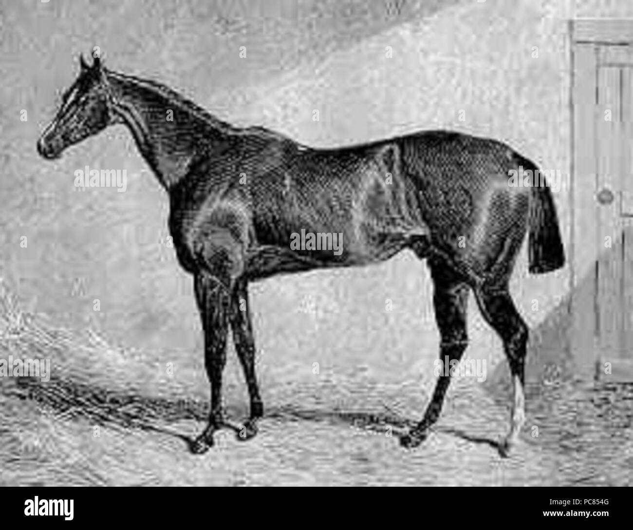 Breed winner Black and White Stock Photos & Images - Alamy