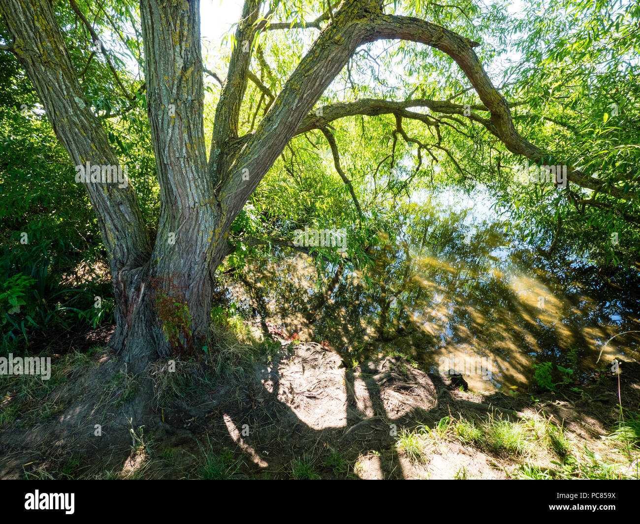 Riverside Tree, River Thames, Chosley, Wallingford, Oxfordshire ...