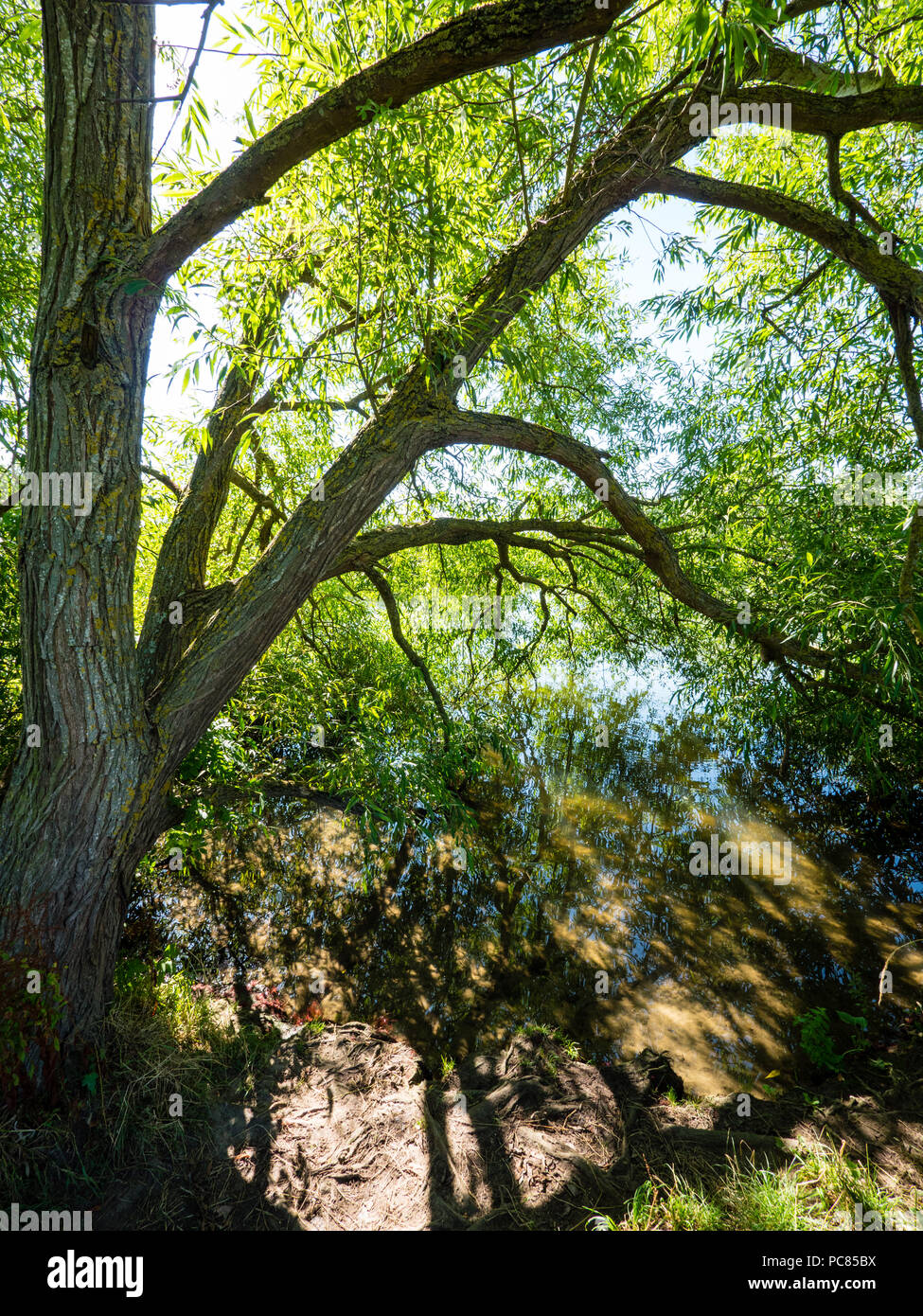 Riverside Tree, River Thames, Chosley, Wallingford, Oxfordshire ...
