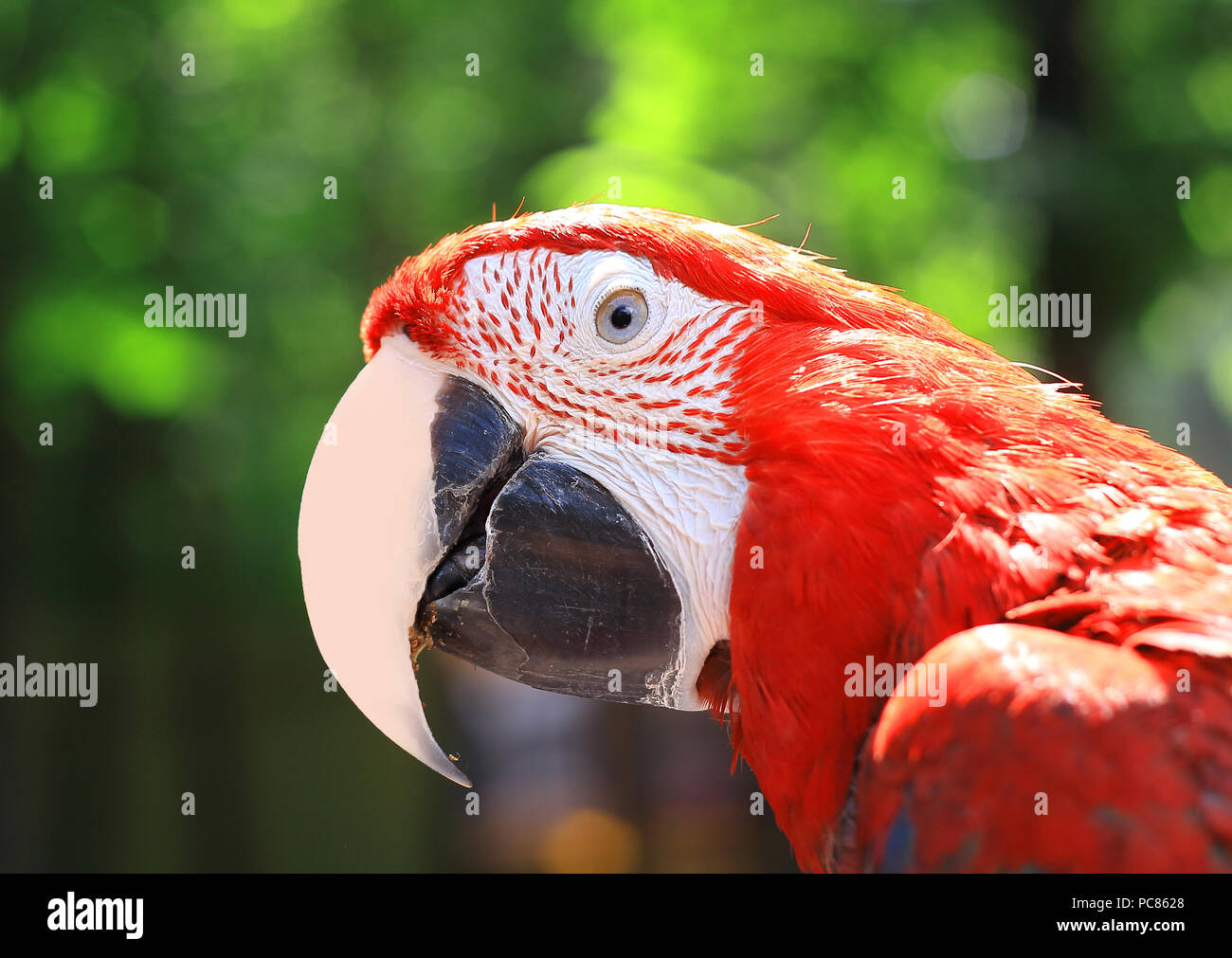 close up. head, macaw parrot on blurred background Stock Photo - Alamy