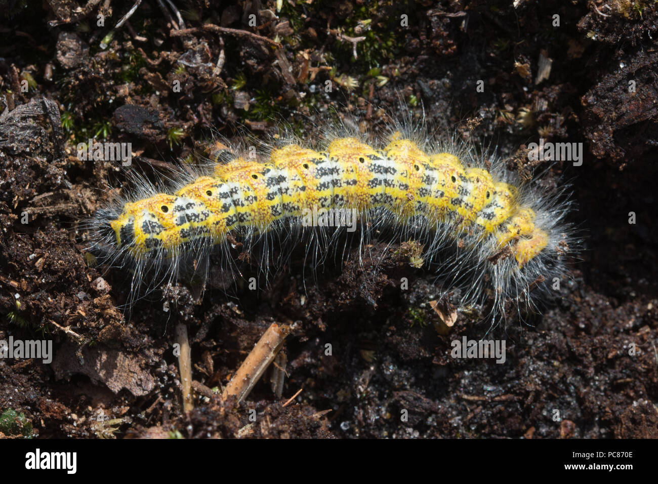 Moth Larva Stock Photos & Moth Larva Stock Images - Alamy