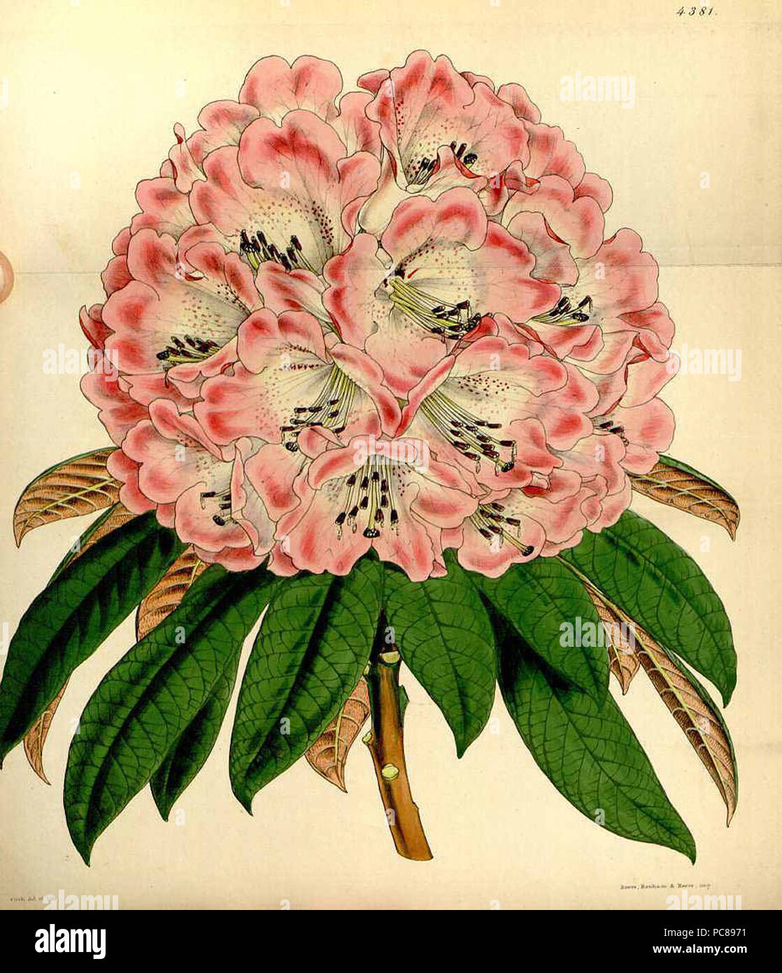 Rhododendron arboreum subsp arboreum hi-res stock photography and ...