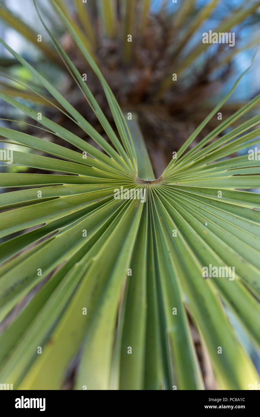 Decorative leaf of chamaerops humilis also known as dwarf palm Stock ...