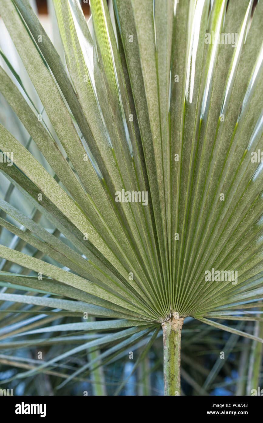 Decorative leaf of chamaerops humilis also known as dwarf palm Stock ...