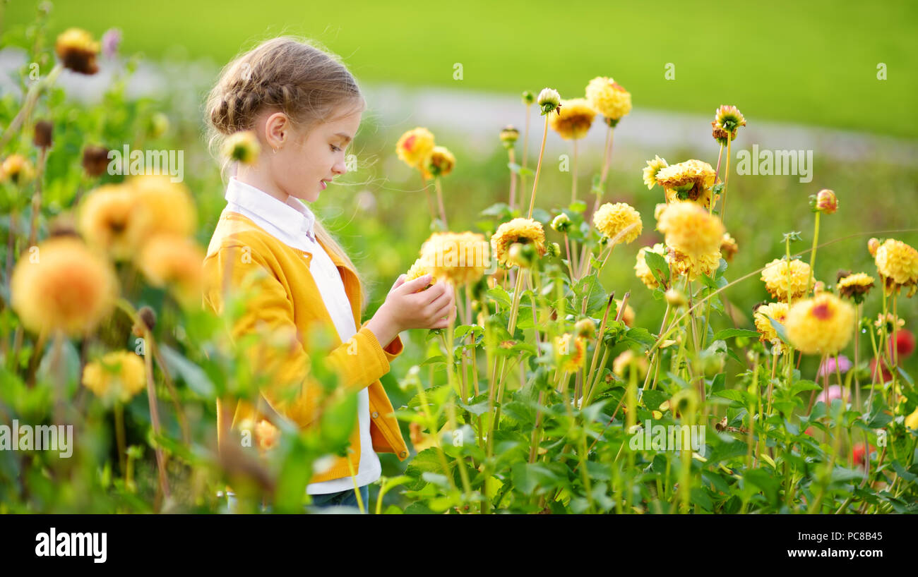 Cute little girl playing in blossoming dahlia field. Child picking ...