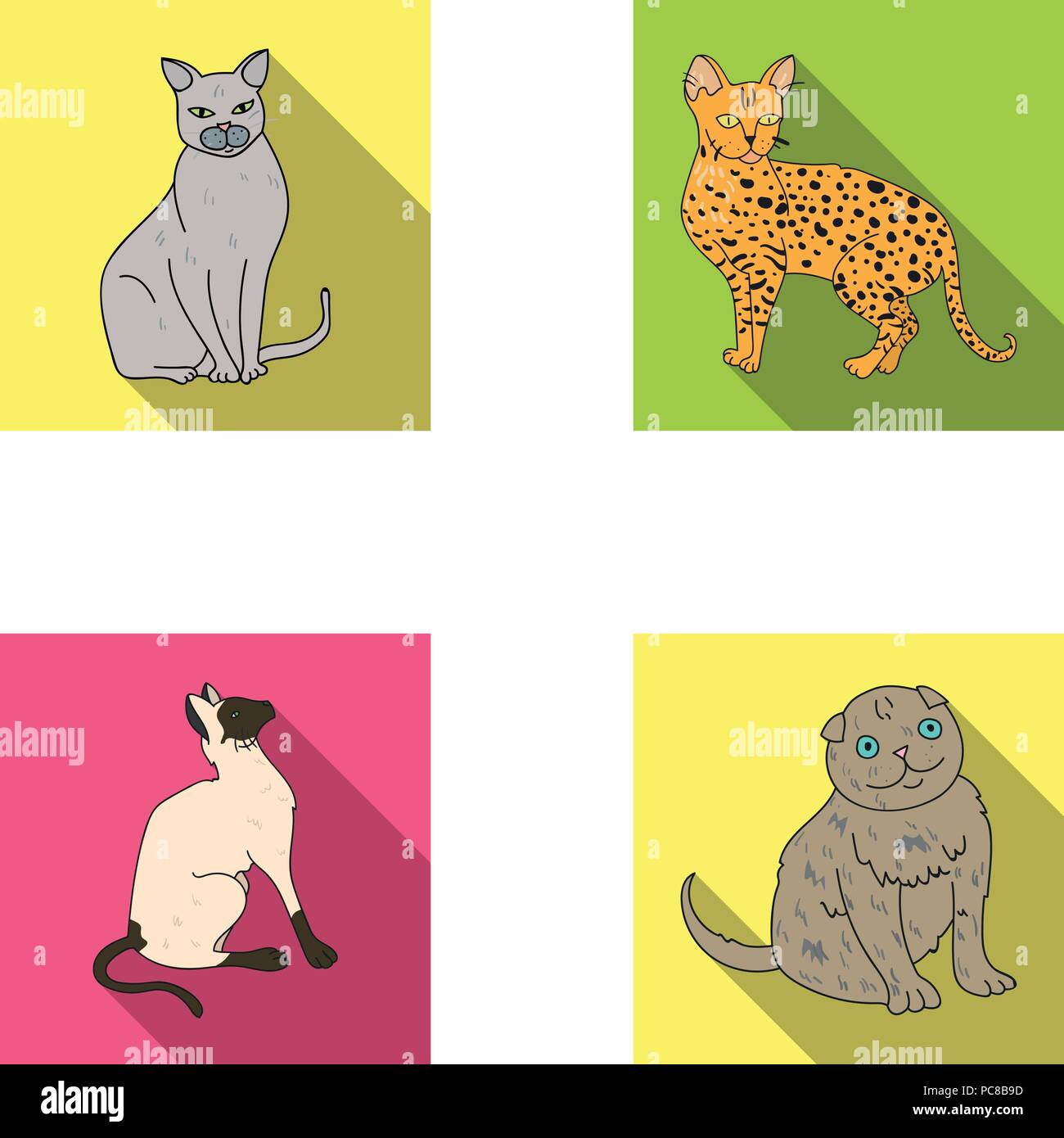 animals,breeds,cat,chartreuse,collection,cute,flat,fold,friend,home ...