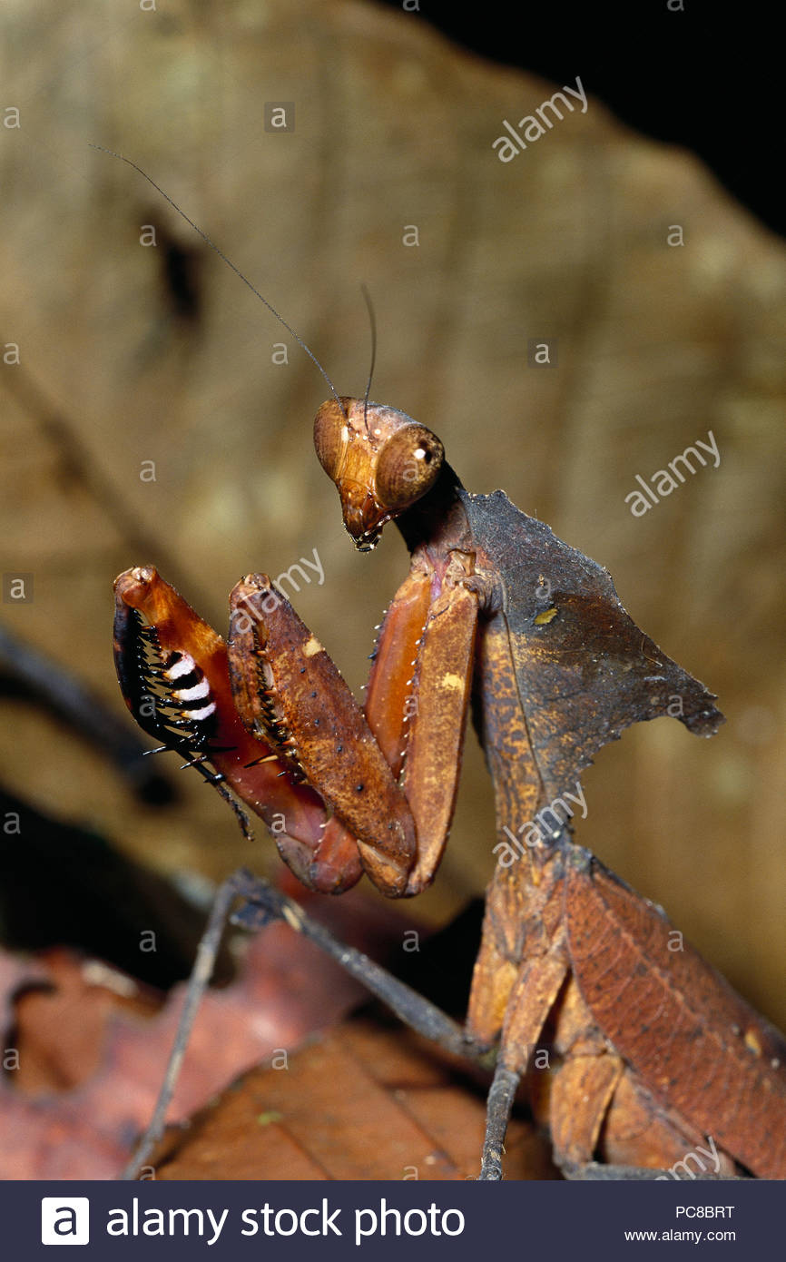 Animal Camouflage Praying Mantis Stock Photos & Animal Camouflage ...