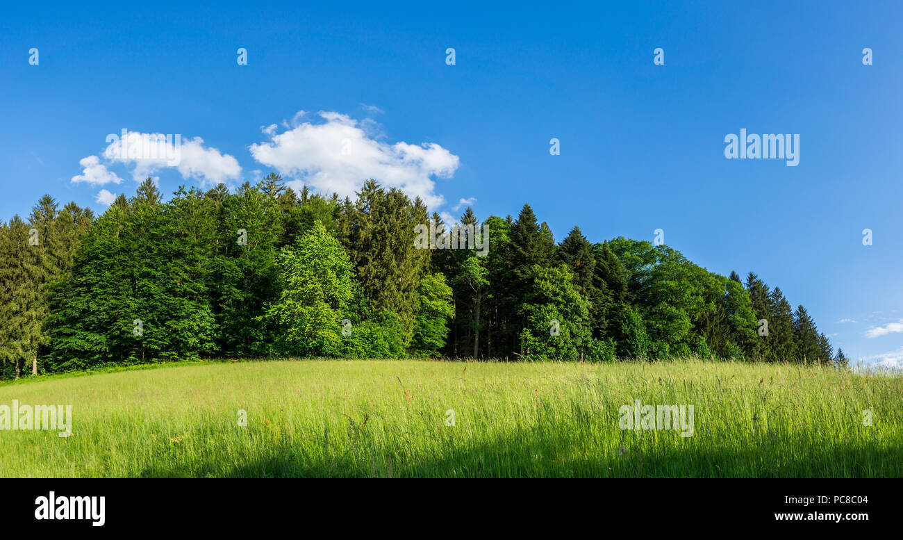 Black Forest Germany Landscape Summer High Resolution Stock Photography ...