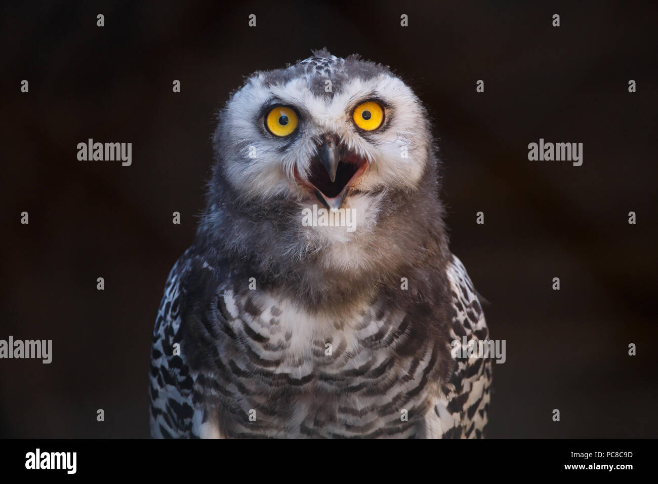 Micrathene whitneyi, the owl owl or dwarf owl with his mouth open while ...