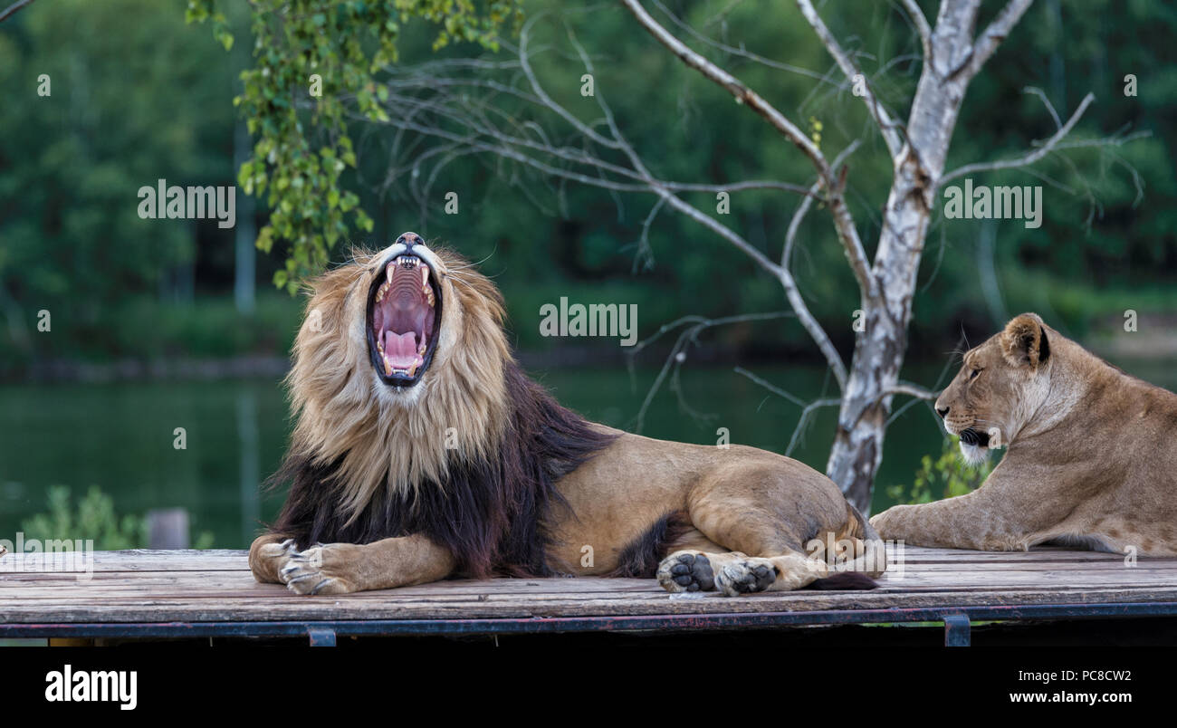 roaring lion on roof of safari car with a female lion next to him Stock ...