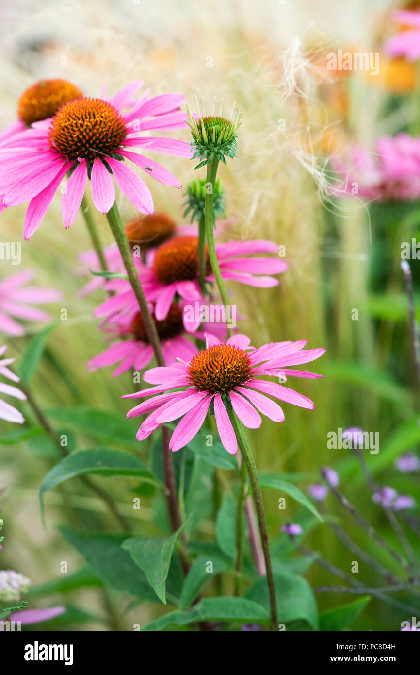 Echinacea purpurea 'Rubinstern' coneflower Stock Photo - Alamy