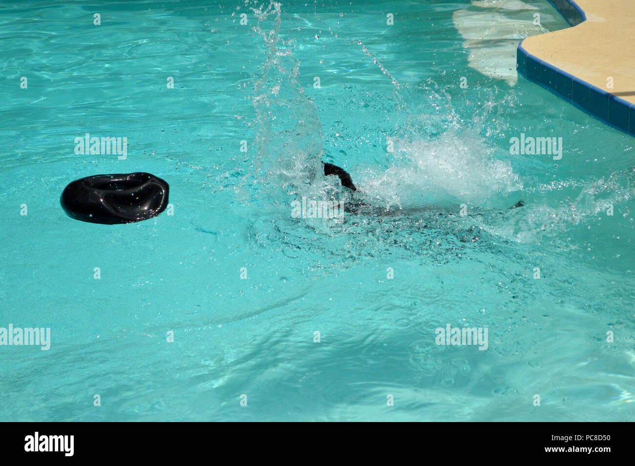 Black lab jumping into water hi-res stock photography and images - Alamy
