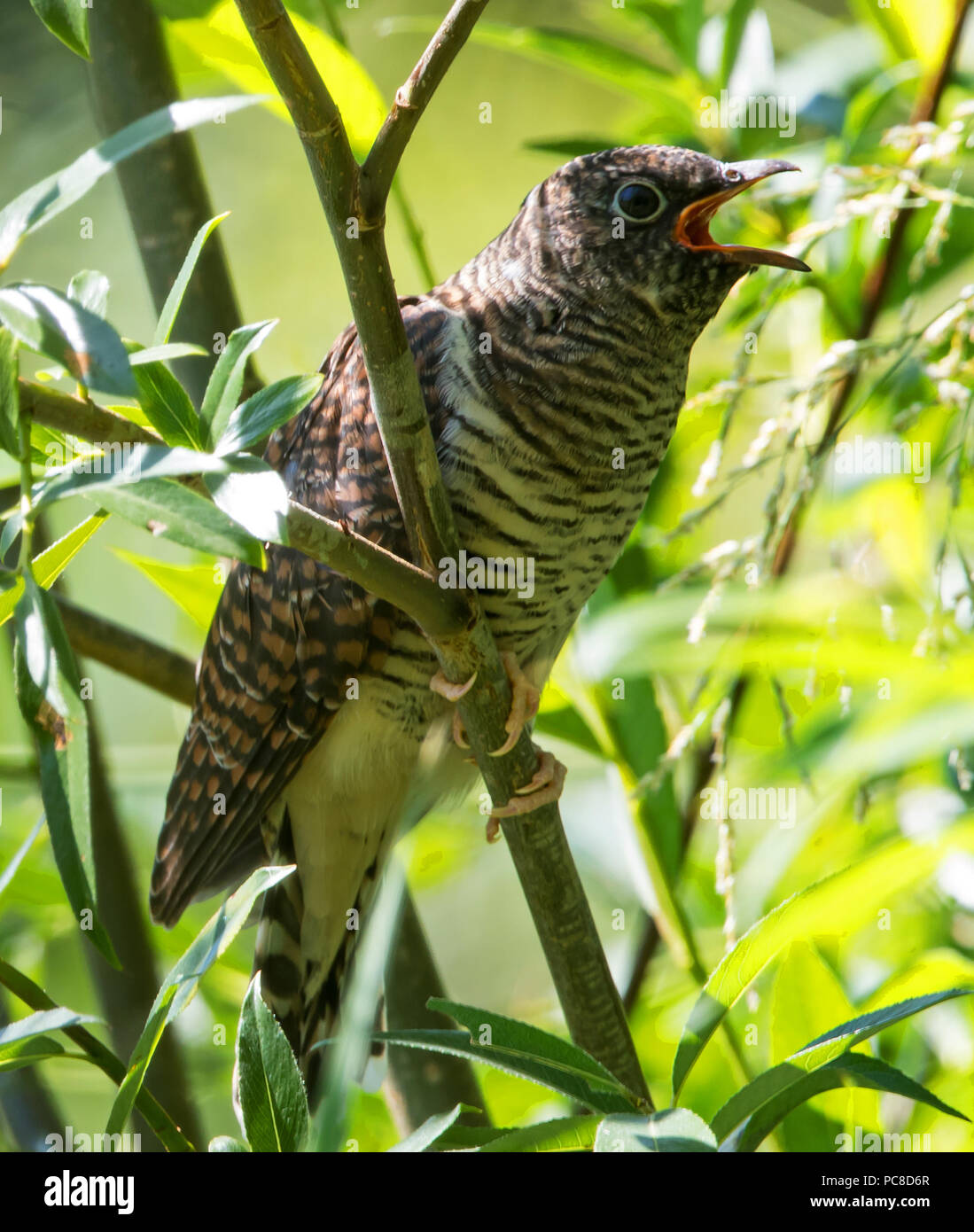 Juvenile cuckoo hi-res stock photography and images - Alamy