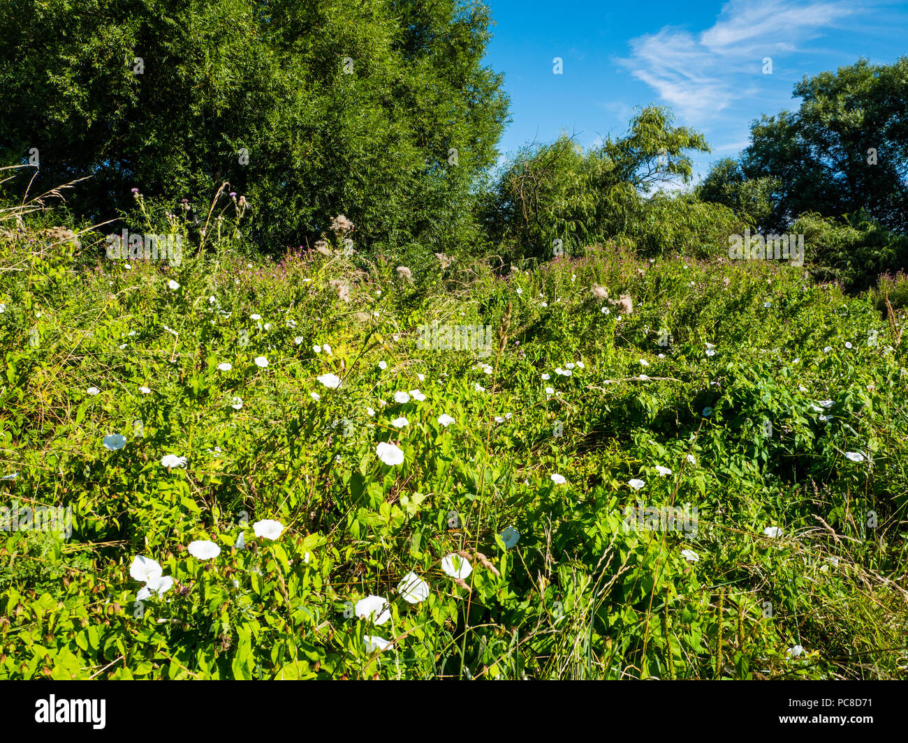 Cholsey Marsh Nature Reserve, Cholsey, River Thames, Oxfordshire ...