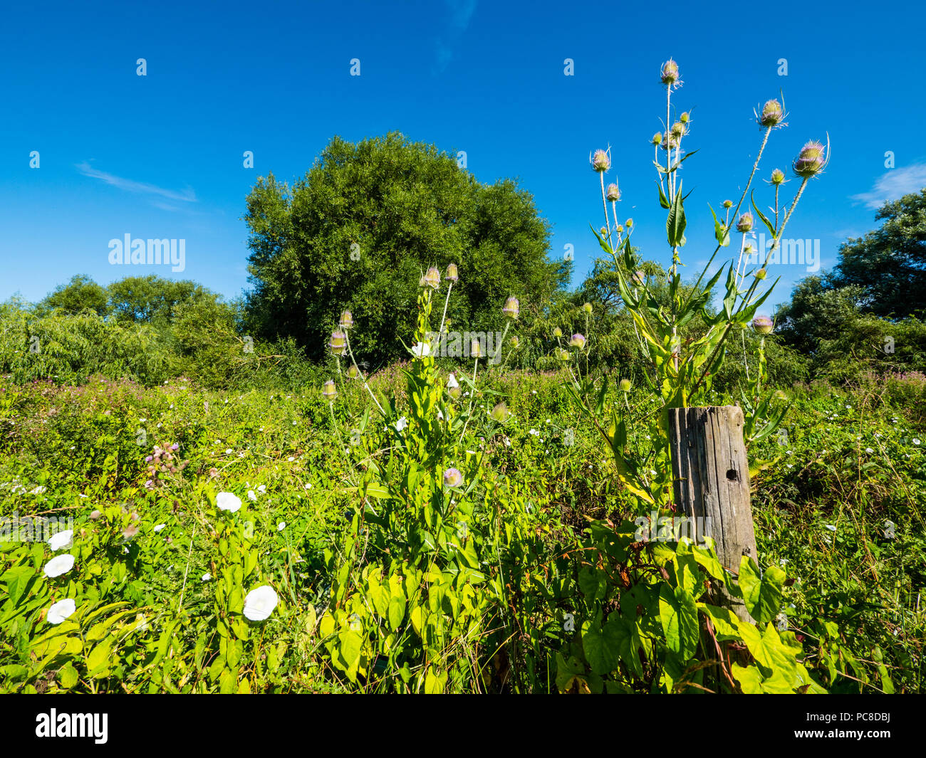 Cholsey Marsh Nature Reserve, Cholsey, River Thames, Oxfordshire ...