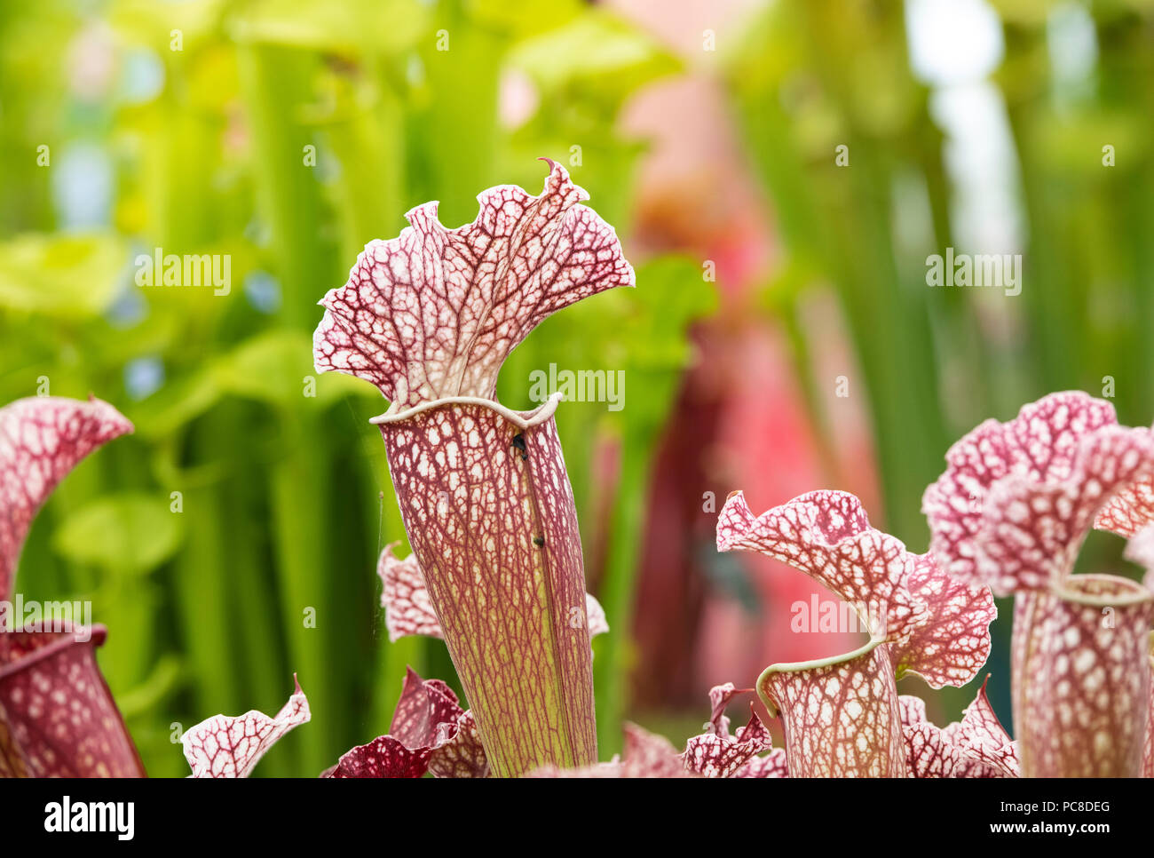 Sarracenia x velvet. Pitcher plant. Carnivorous plant Stock Photo - Alamy