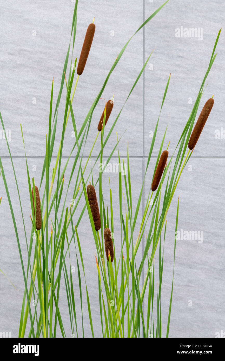 Bulrushes uk hi-res stock photography and images - Alamy
