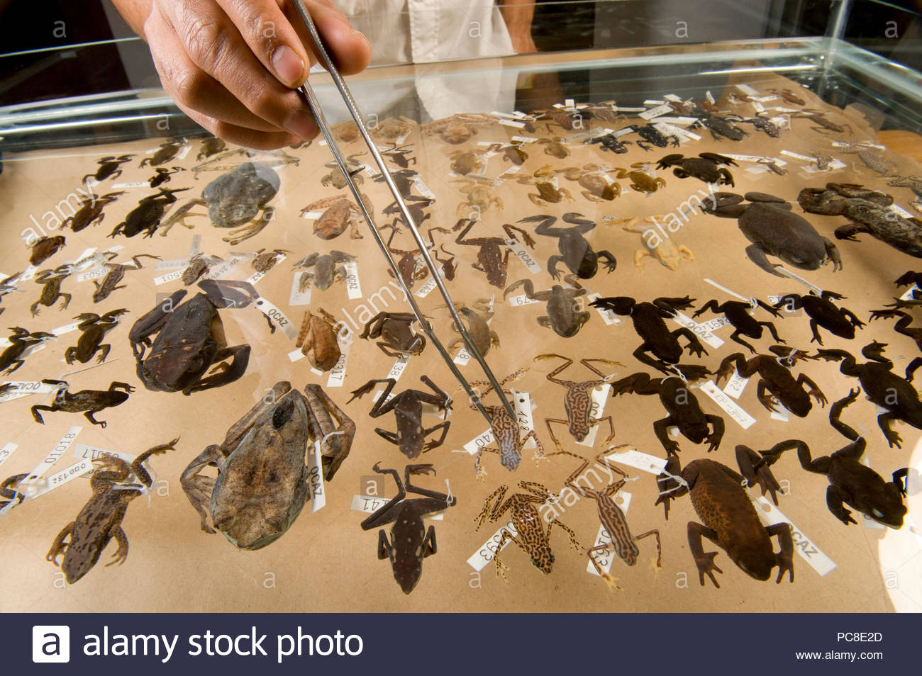 Human Carcasses Stock Photos & Human Carcasses Stock Images - Alamy