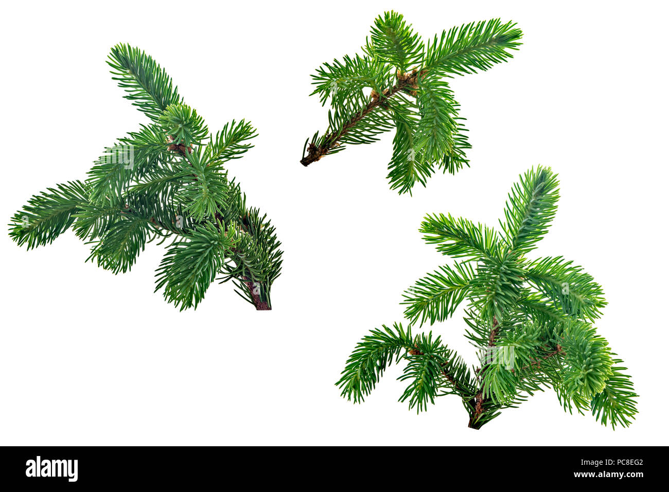 Three pine tree branches isolated on white Stock Photo - Alamy