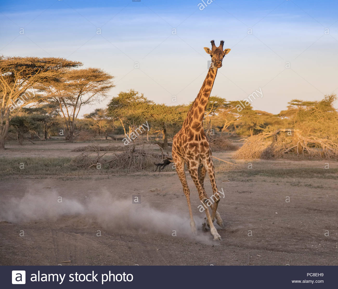 Frightened Animal High Resolution Stock Photography and Images - Alamy