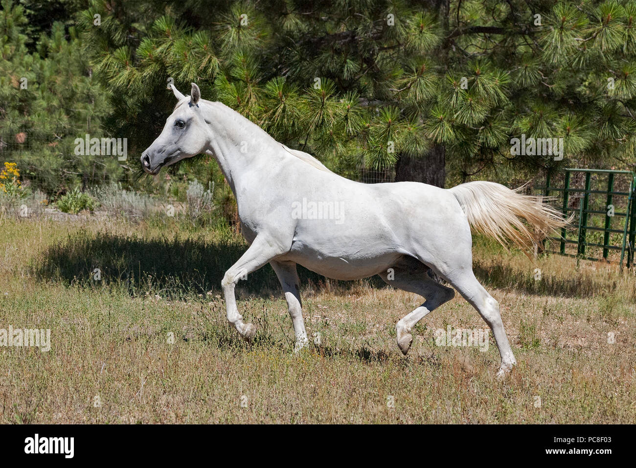 a pregnant white egyptian arabian mare trotting in pasture with a pine ...
