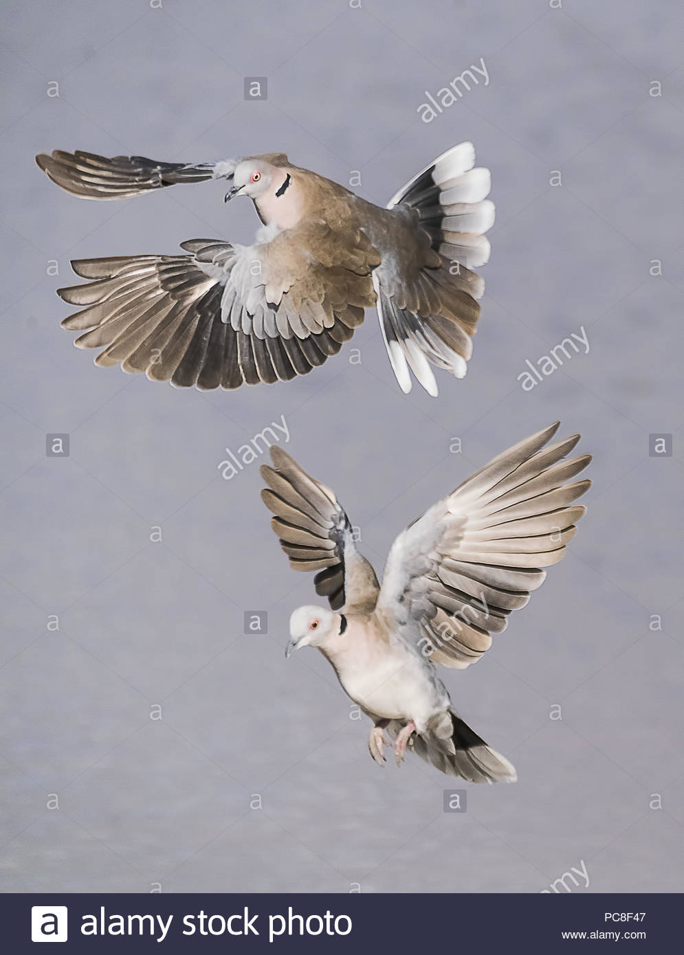 Ring Necked Dove Stock Photos & Ring Necked Dove Stock Images - Alamy