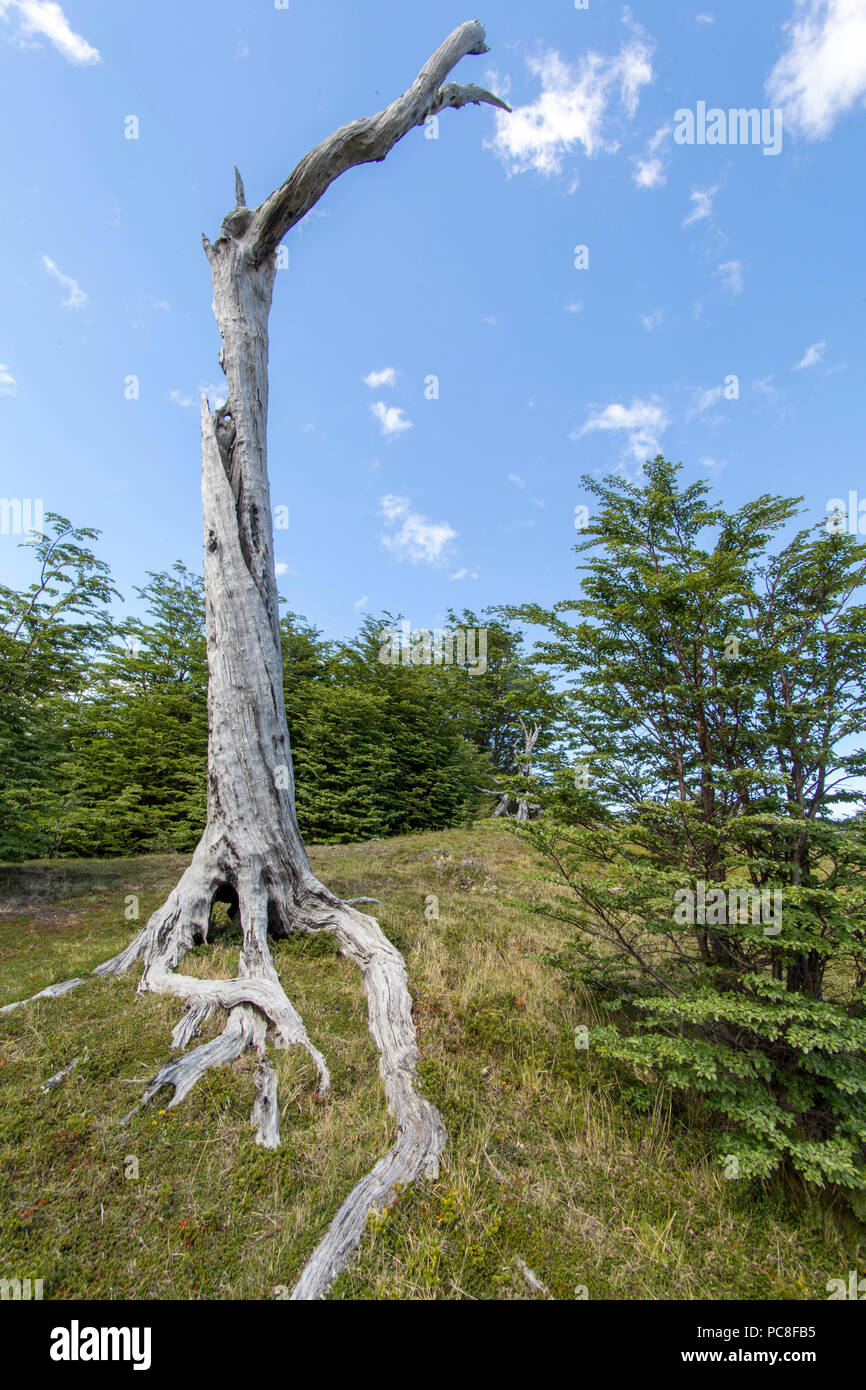 Dead tree trunk on a hill in Ushuia Argentina Stock Photo - Alamy