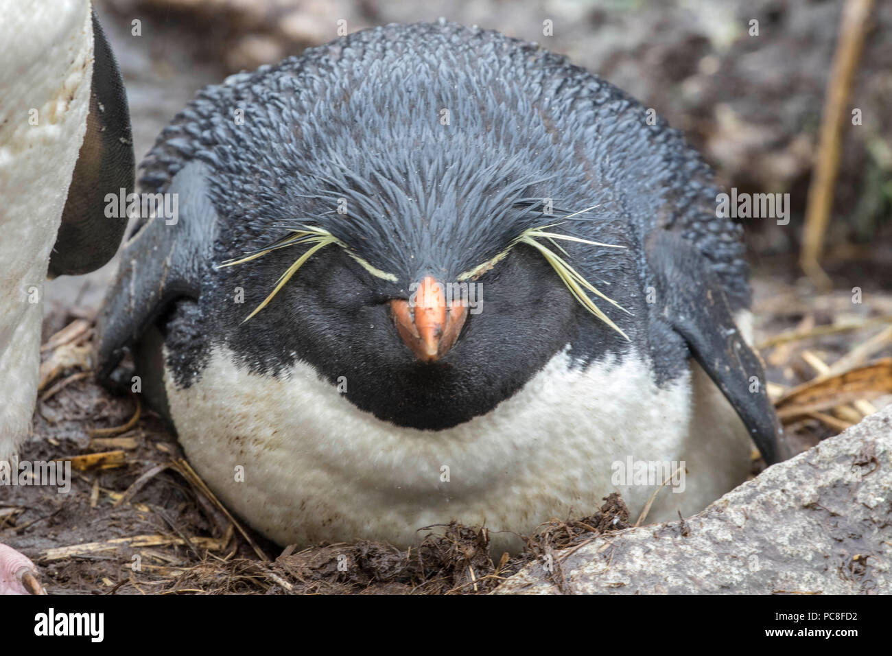 Hopper head hi-res stock photography and images - Alamy