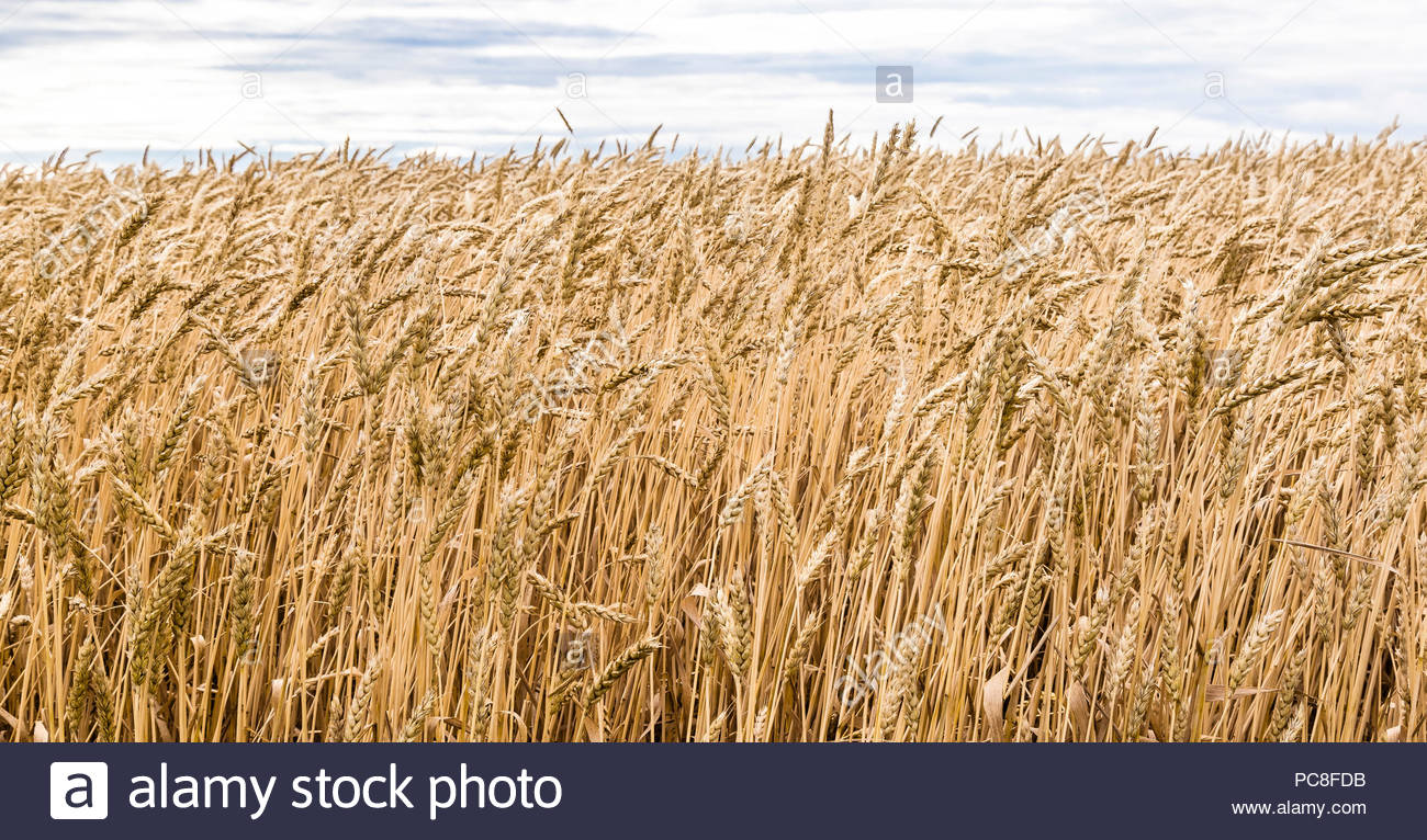 Saskatchewan Wheat Field Stock Photos & Saskatchewan Wheat Field Stock ...