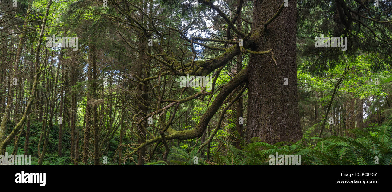 Panoramic view of trees and underbrush in Oregon's coastal rainforest ...