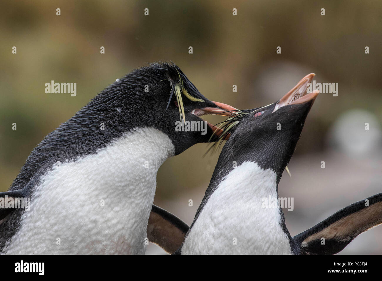 Pair of rock hopper penguins nesting at a rookery in the West Falkland ...