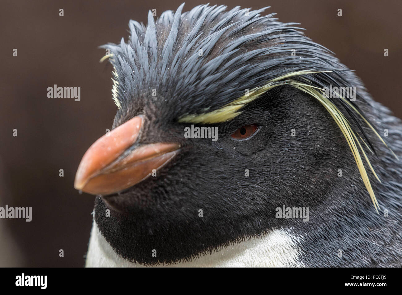 Closeup of rock hopper penguin in the Falkland Islands at a rookery ...