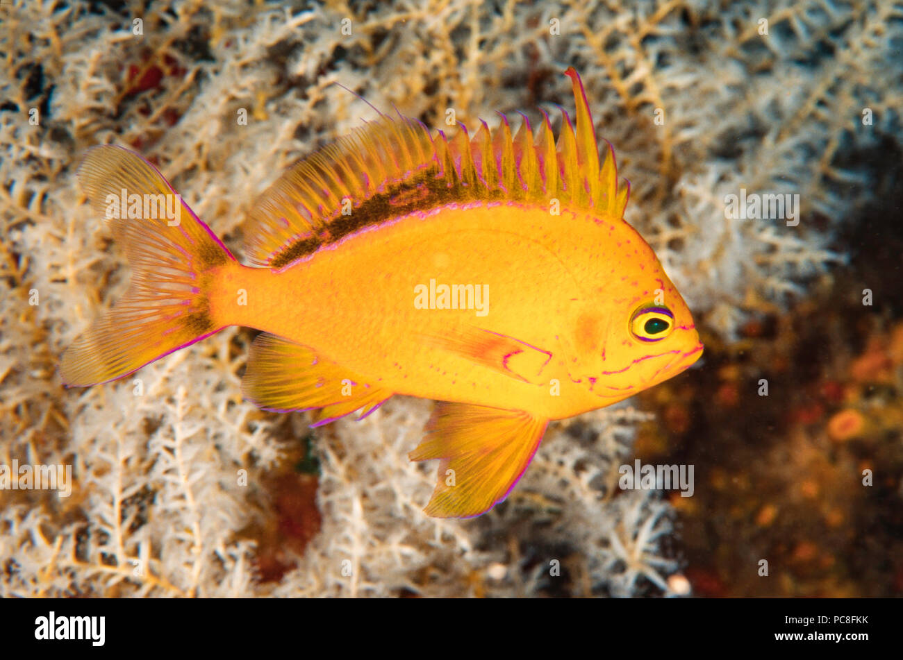 Submersibles hi-res stock photography and images - Alamy