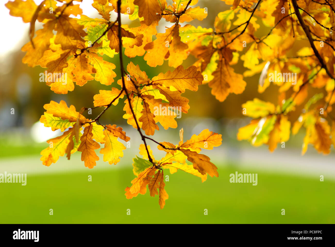 Beautiful golden oak leaves on a tree branch on bright autumn day Stock ...