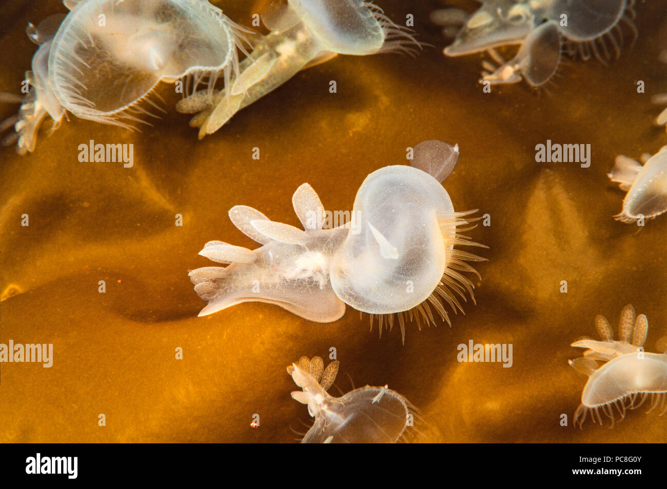 Hooded sea slug melibe leonina hi-res stock photography and images - Alamy