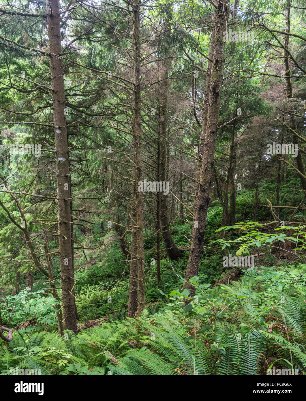 Downward slope of trees and greenery in Pacific Northwest's rainforest ...