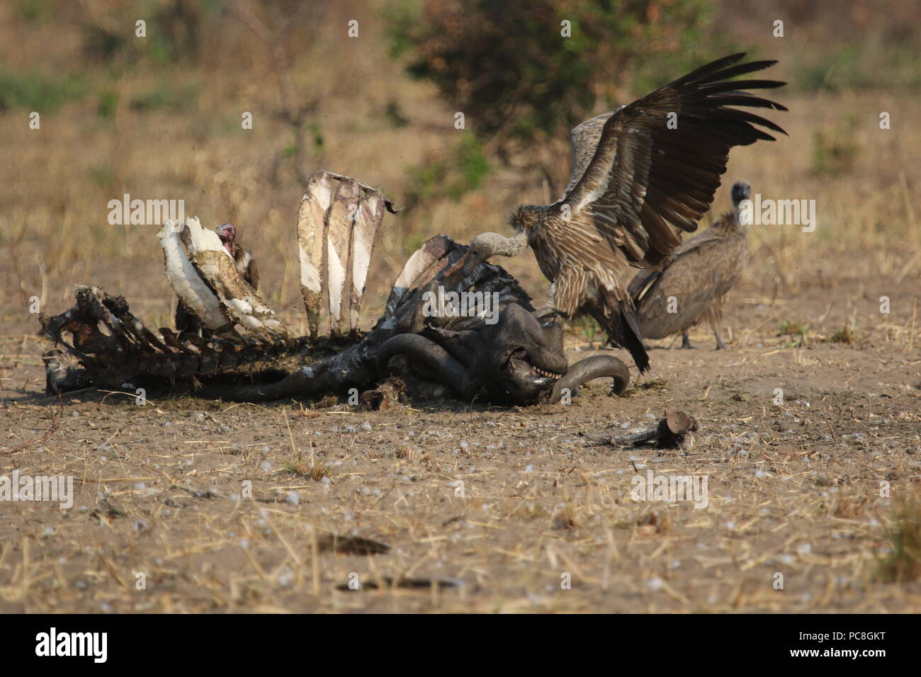 Buffalo vulture hi-res stock photography and images - Alamy