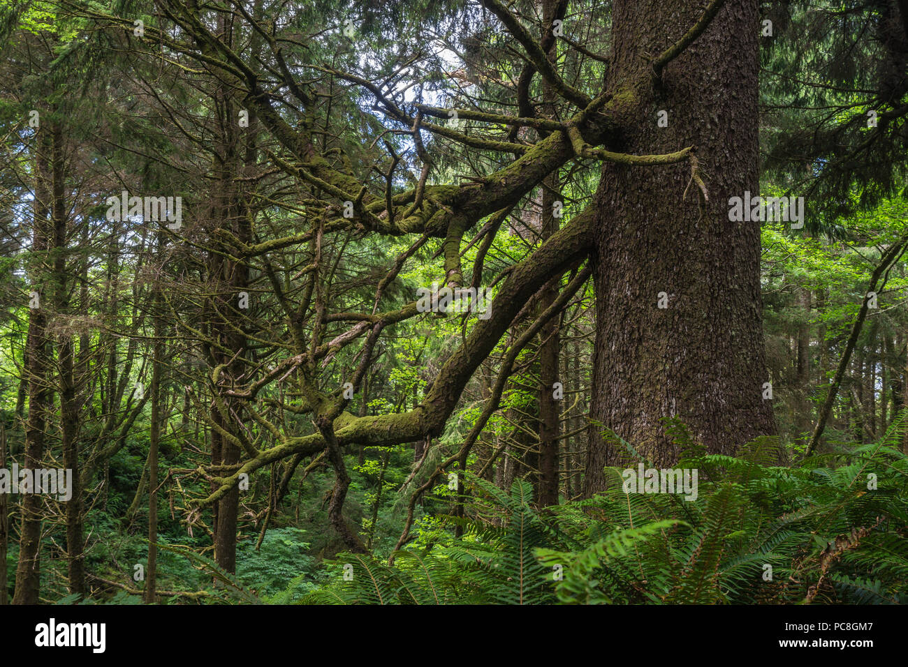Large wooden tree trunk stands in the brush of a Oregon rainforest on ...