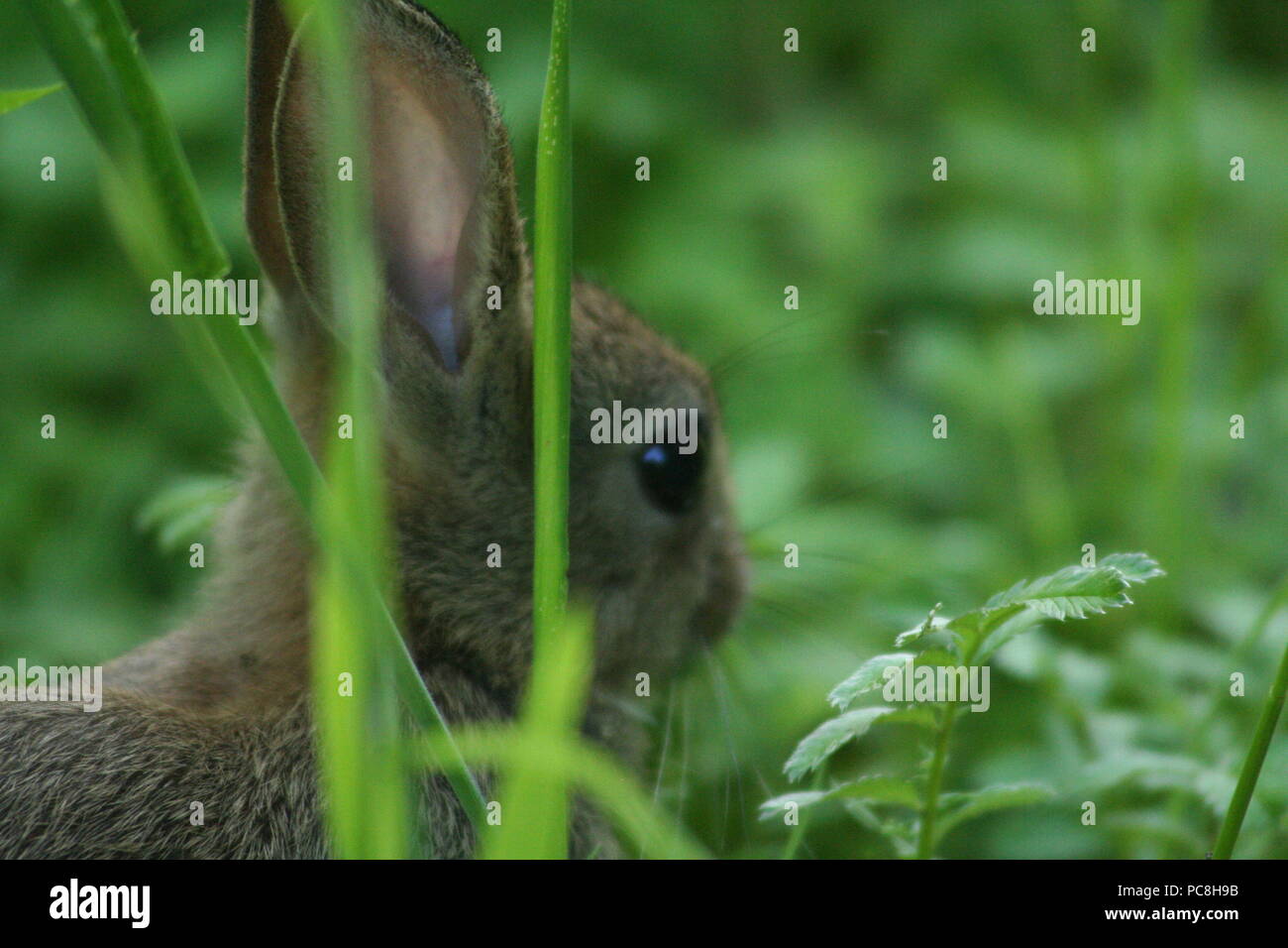 Baby rabbit feeding in the wild, hasn't yet picked up the fear of ...