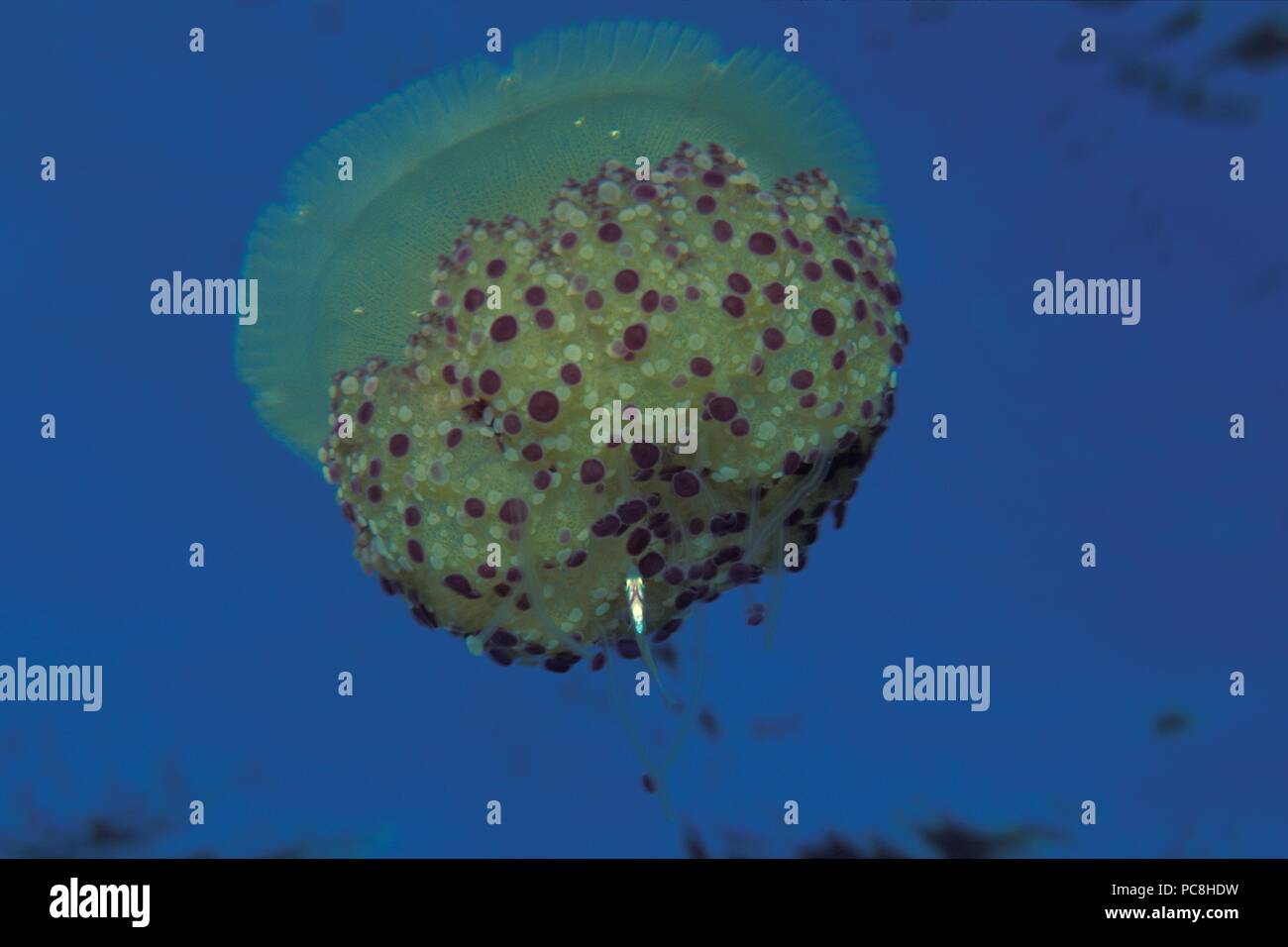 Qualle spanien hi-res stock photography and images - Alamy