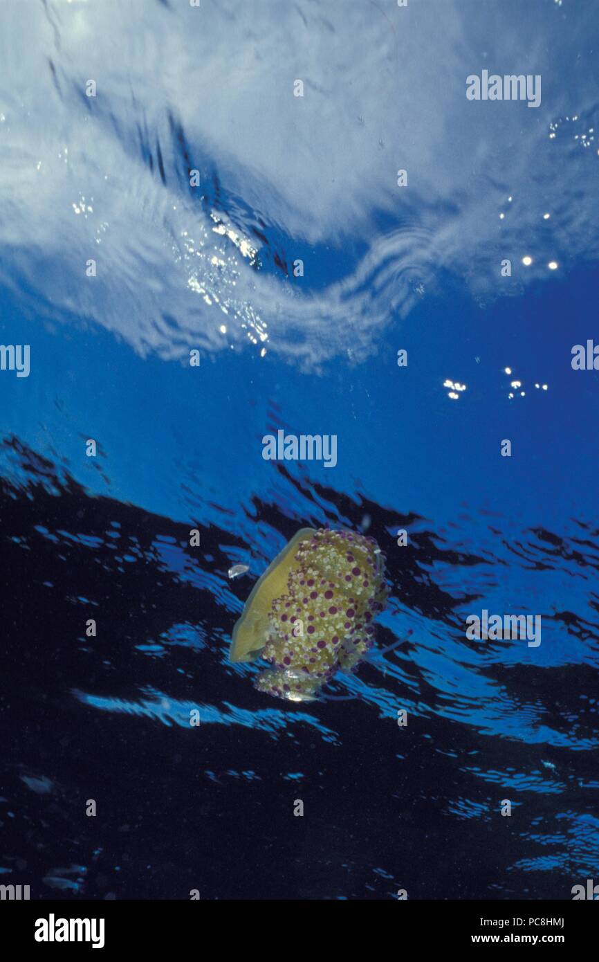 Quallen mittelmeer hi-res stock photography and images - Alamy