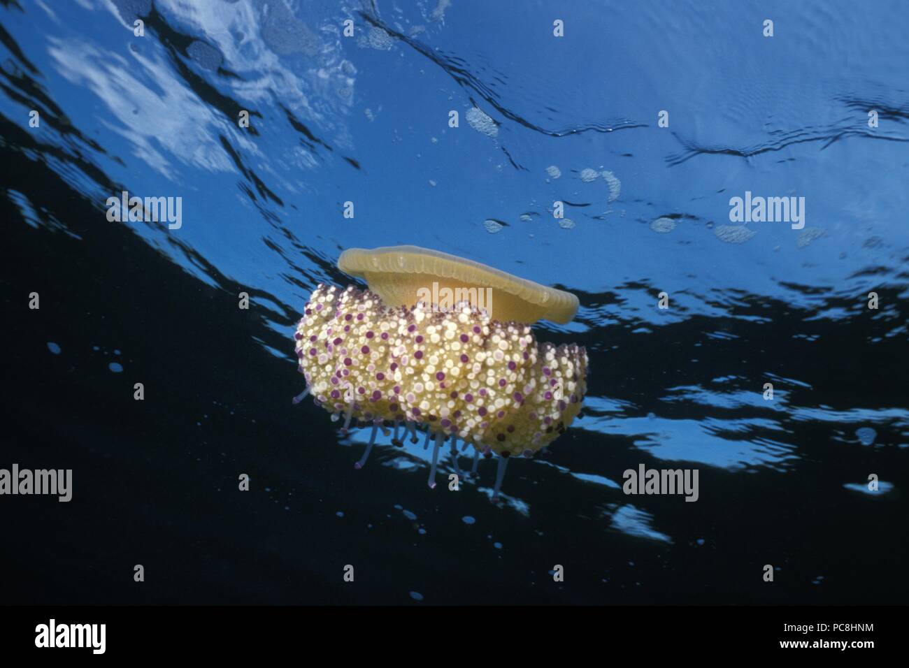 Spiegelei quallen hi-res stock photography and images - Alamy