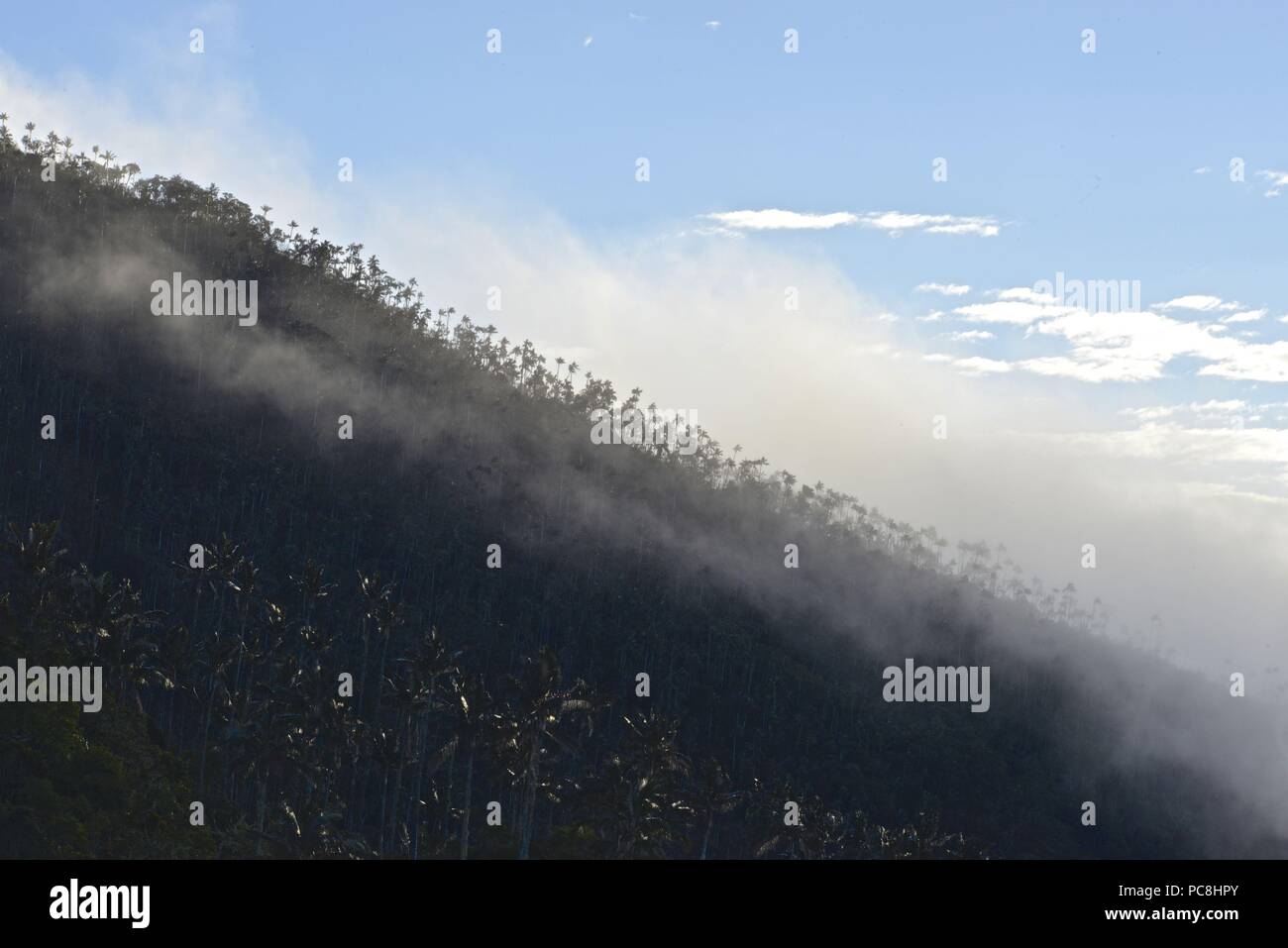 Mist over an oil palm forest Stock Photo - Alamy