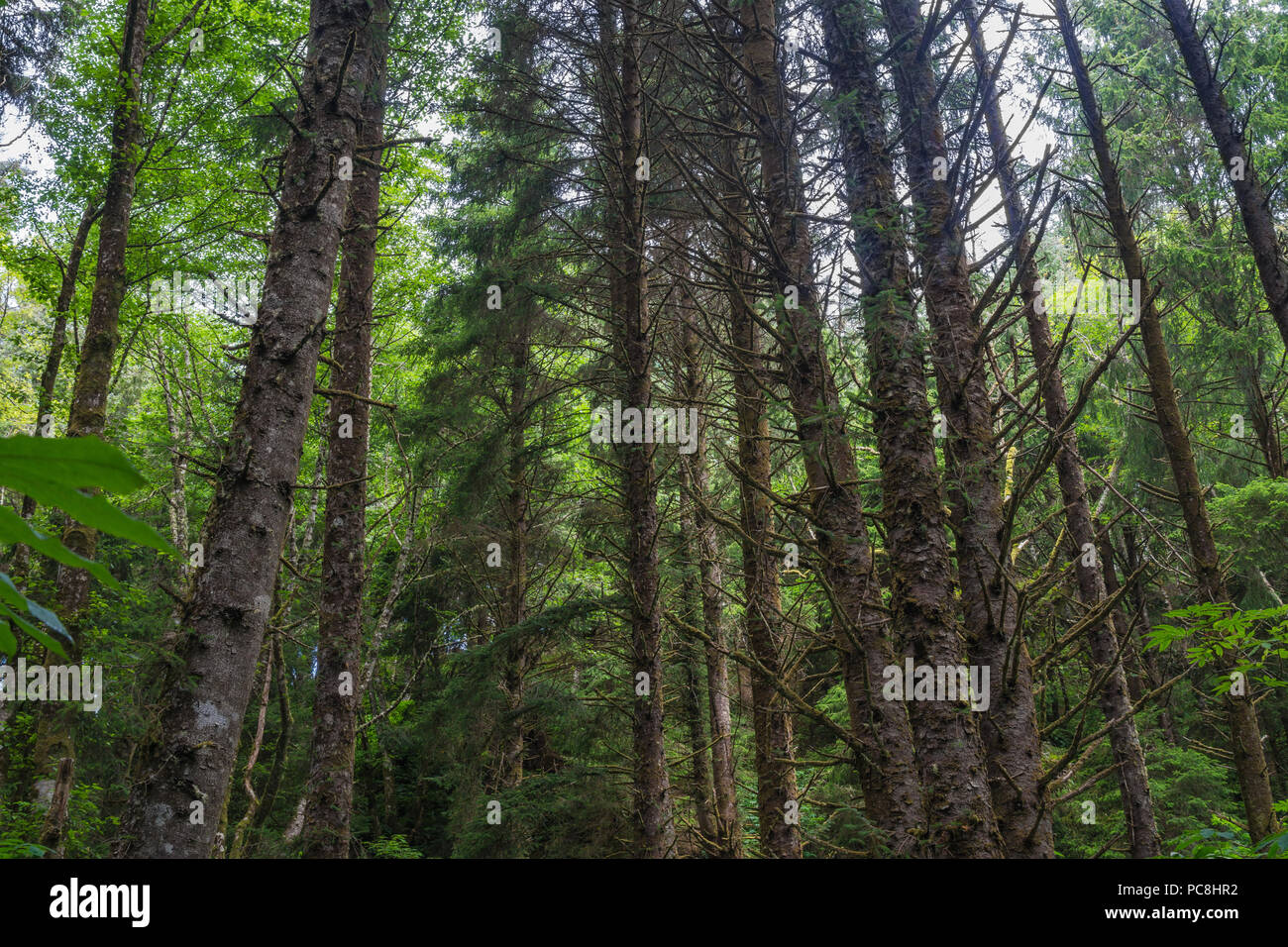 Light from above filters down through forest canopy to the forest floor ...